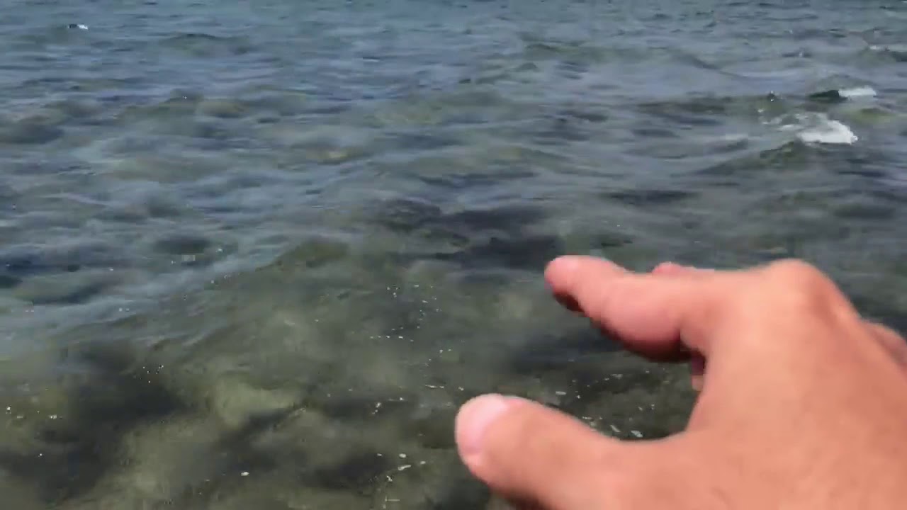 SHARKS AT ANILAO | MABINI, BATANGAS - YouTube