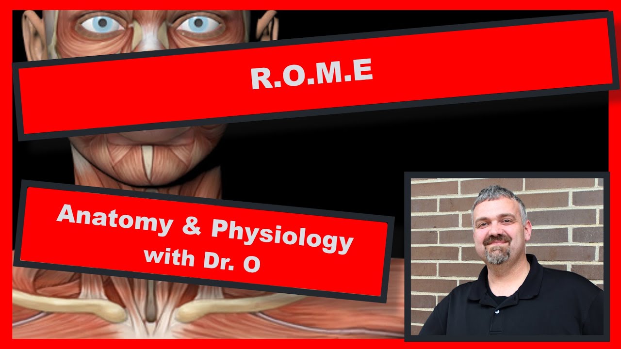 ROME (Respiratory Opposite Metabolic Equal): Anatomy and Physiology ...