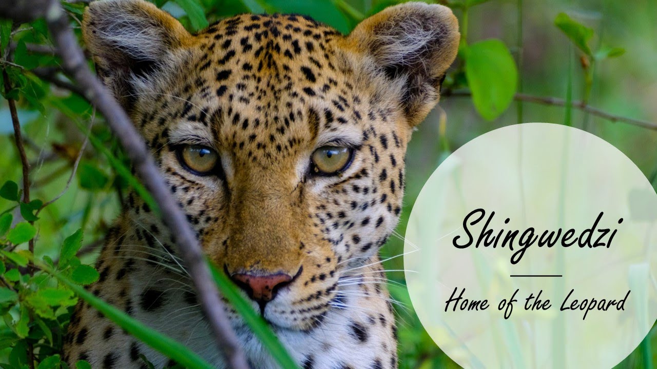 Shingwedzi - Home of the Leopard | Elephant birth! (Kruger national ...