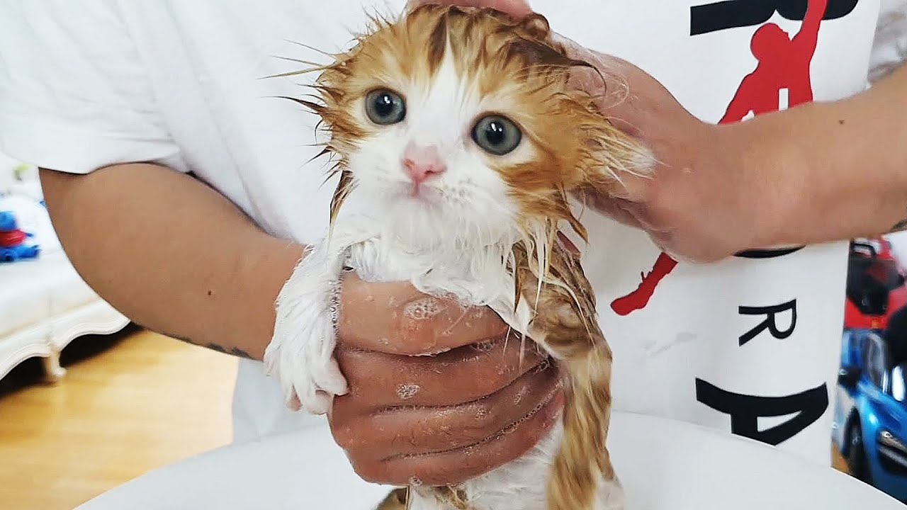 Cat Fanta's first bathing challenge! 고양이 판타의 생애 첫 목욕 도전! - YouTube