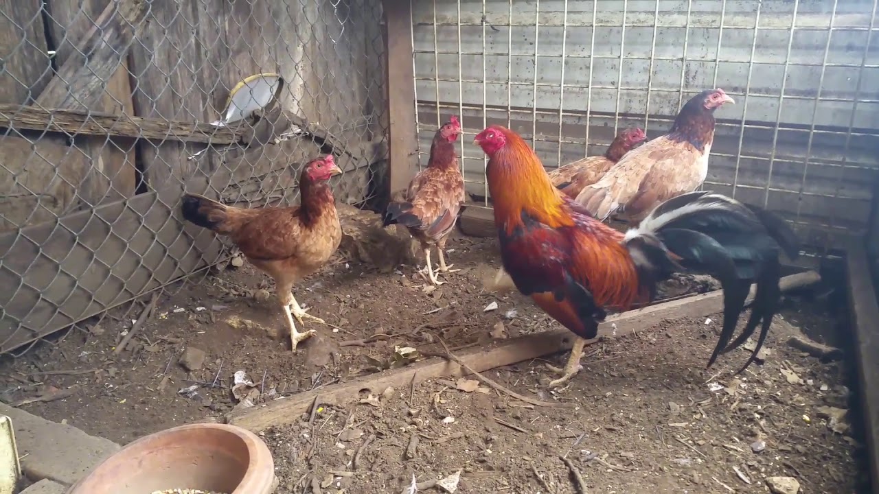 My sonatol asil/spanish rooster - YouTube