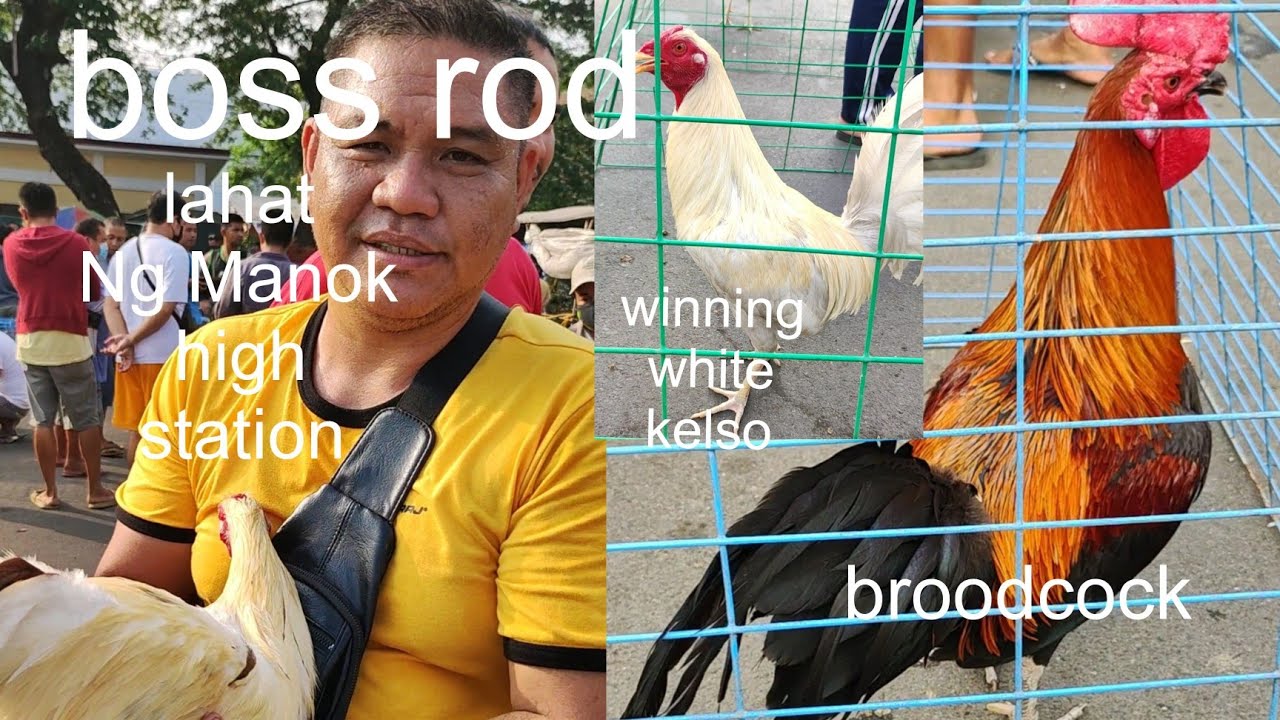 Seller na SI boss rod solid lagi Ang dalang Manok. - YouTube