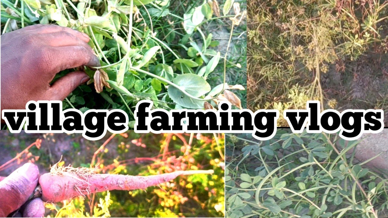 #farming | farming vlog || village farming vlogs ||village farming ...
