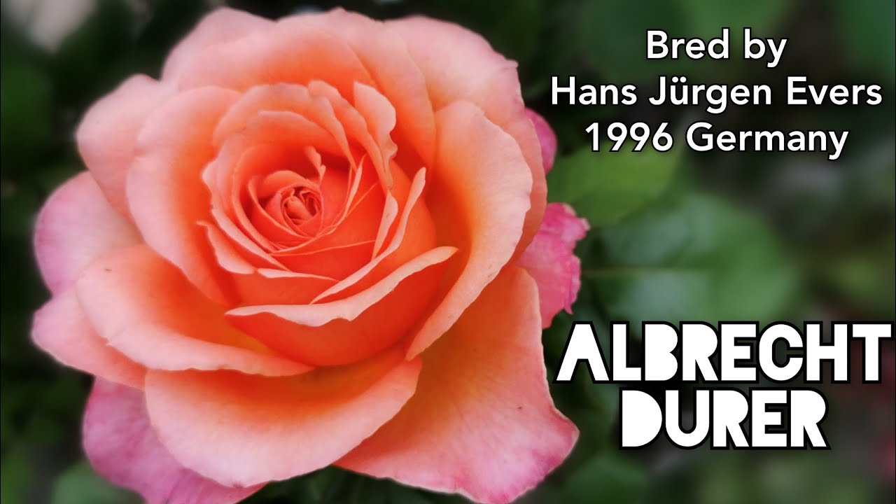 ALBRECHT DURER ROSE plant by Hans Jürgen Evers 1996 TANTAU Germany バラ アルブレヒト デューラー - YouTube