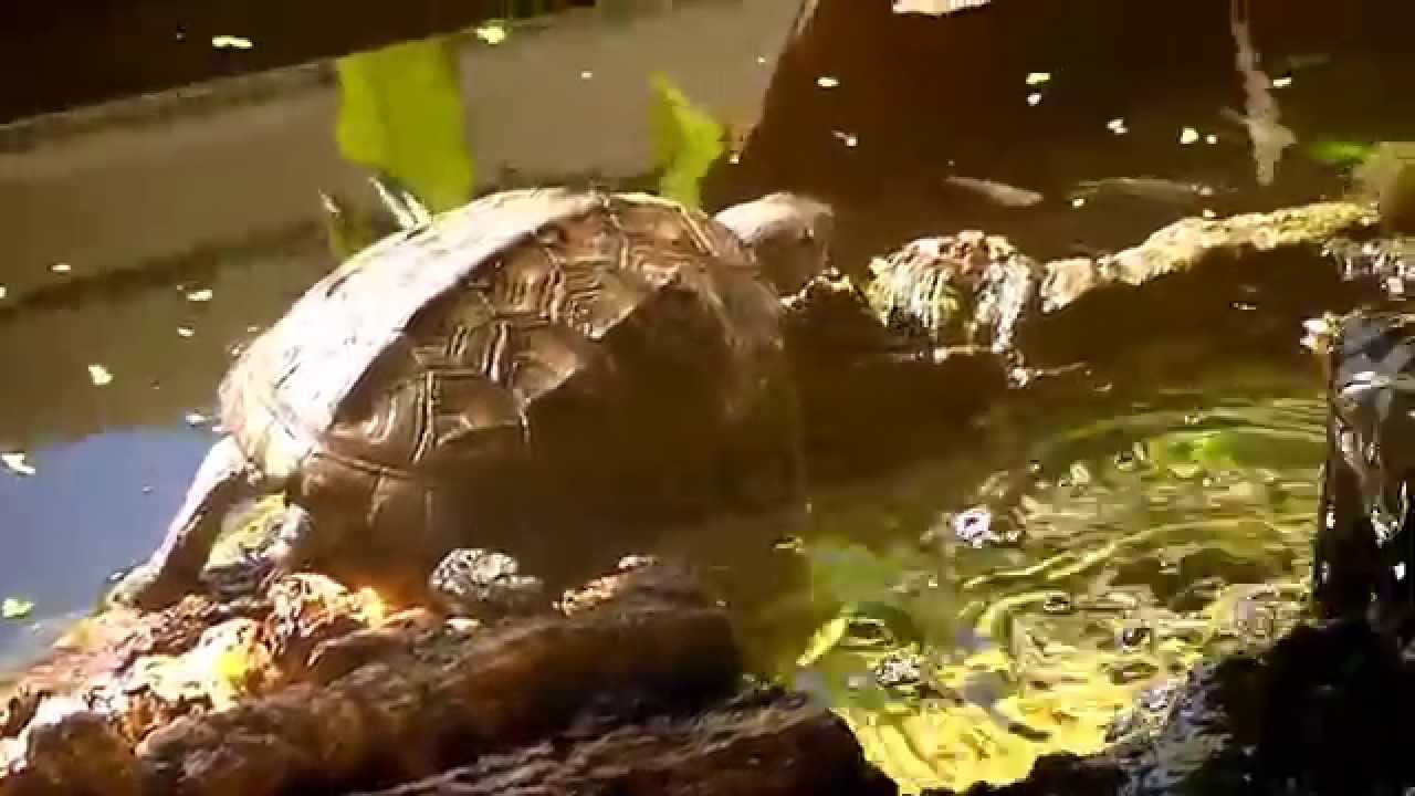 Turtle has trouble basking - YouTube