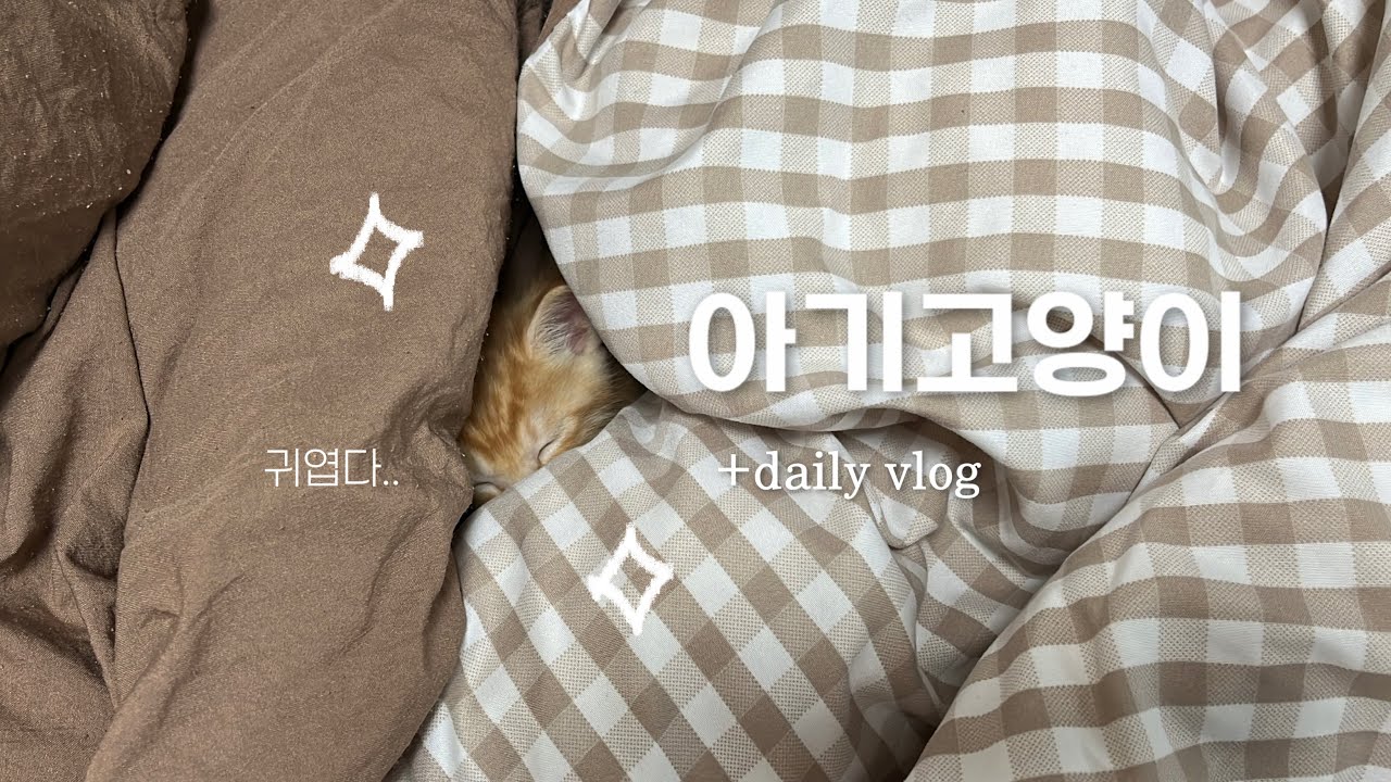 일상vlog 아기고양이 입양 준비하는 일상 브이로그🐈 고양이 입양 준비 •포인핸드•너무 작아서 무섭다😭🧡•입양 첫날