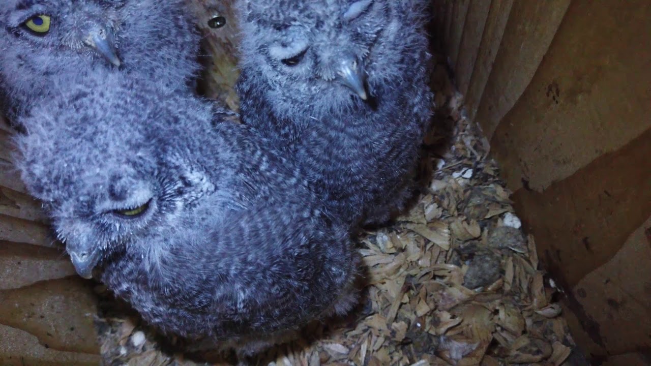 05092020 Western Screech Owl Nestlings Inside Nestbox 4k - YouTube
