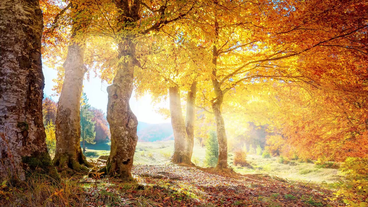 Relaxing Piano Music for Autumn, Calm Chords, Soothing Fall Music for ...