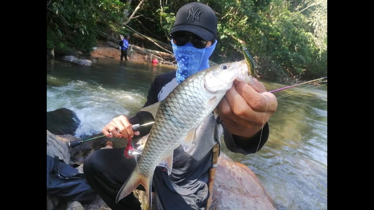 Musim memburu ikan sebarau kini bermula(vlog 3) - YouTube