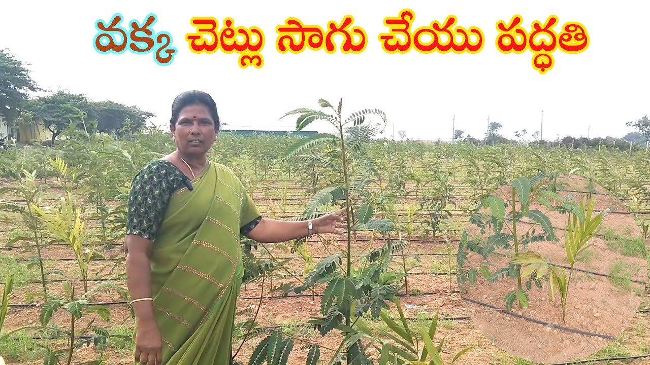 వక్క చెట్లు సాగు చేయు పద్ధతి | Vakka Plant Cultivation | Arecanut ...