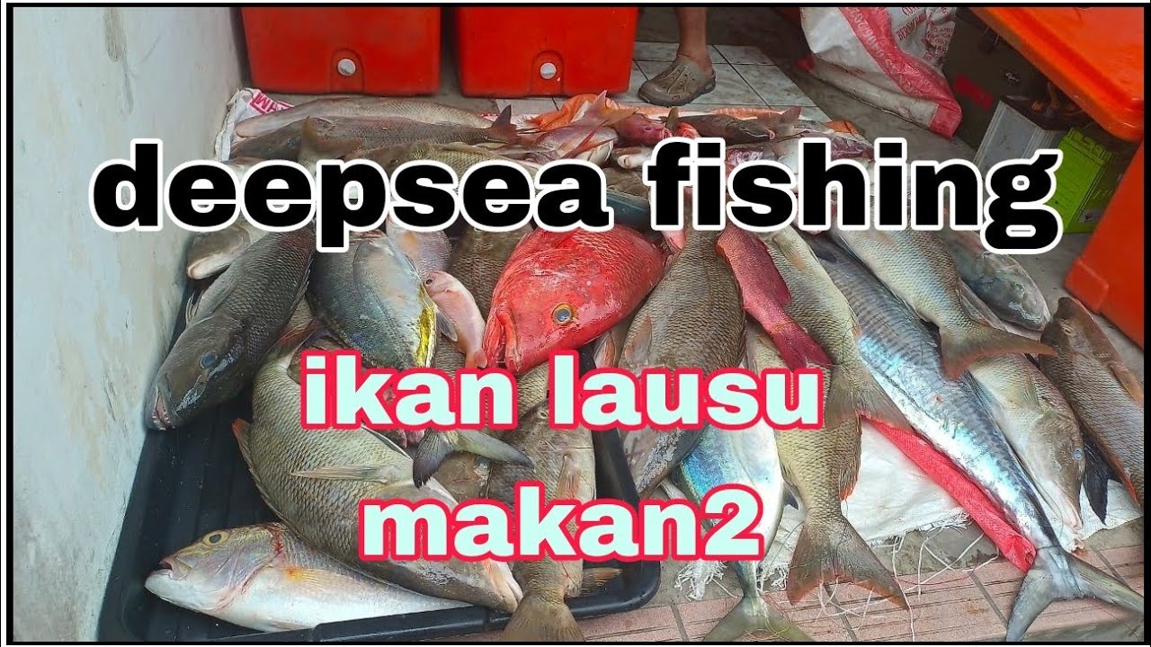 EP025(ikan lausu mengganas di perairan laut dalam sabah melaysia # ...