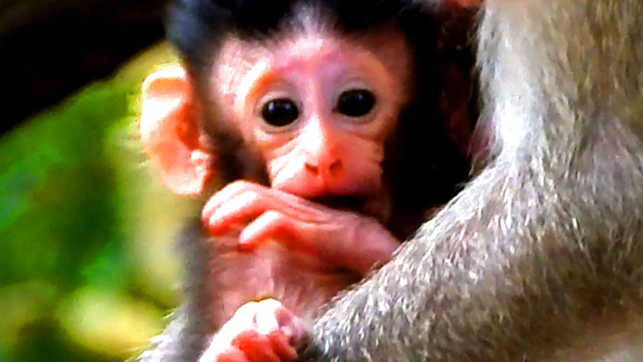 BB Bean is so adorable baby Girl - YouTube