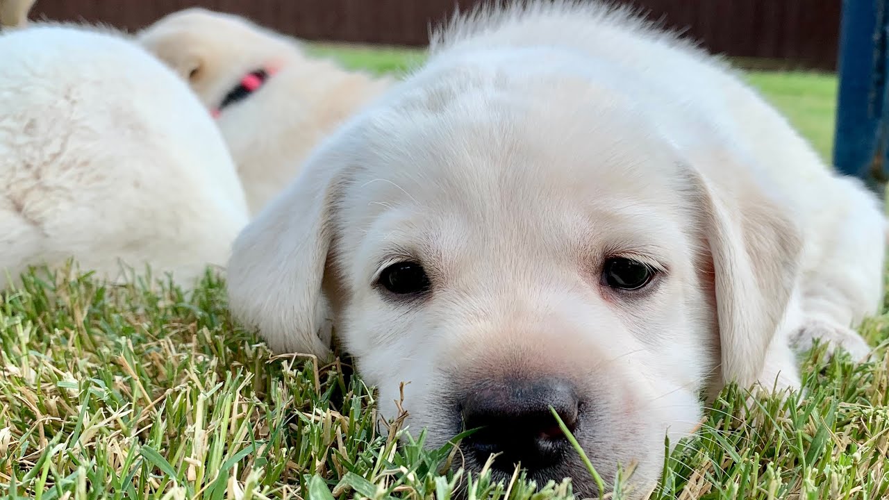 Lab Puppies OUTDOOR Playtime & Picnic! LIVE STREAM Puppy Cam July 7 Pt ...