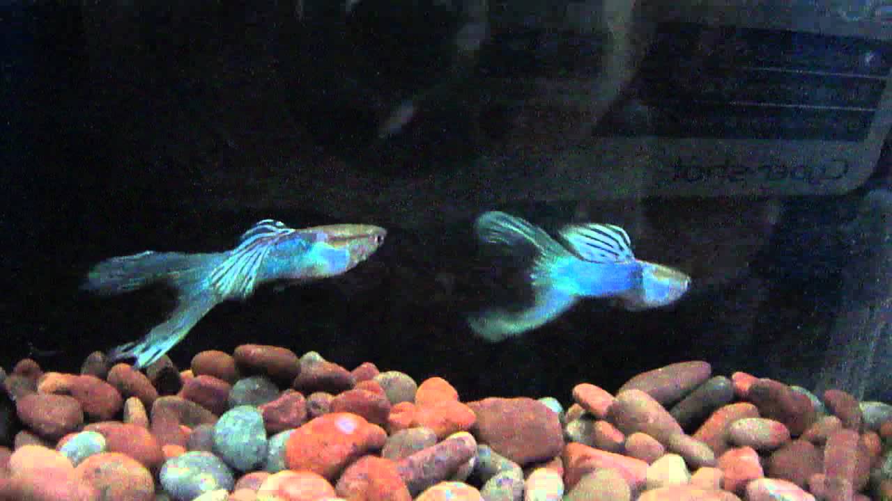 guppy japan blue lira. - YouTube