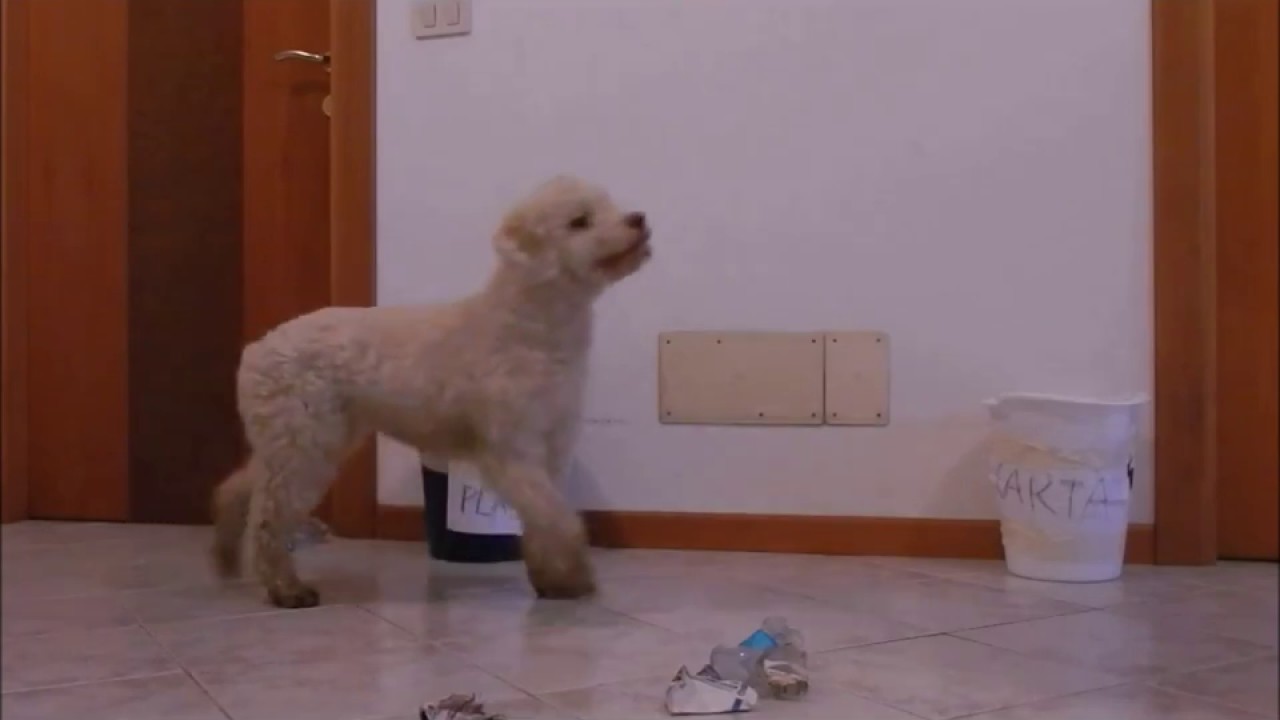 cane fa le faccende domestiche ...poi si ribella - YouTube