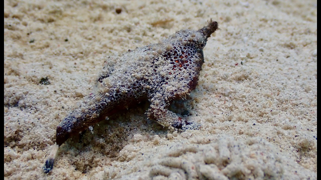 Baby Batfish at Coki Beach, St. Thomas USVI - YouTube