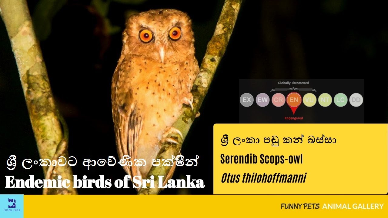 ශ්‍රී ලංකා පඬු කන් බස්සා | Sri Lanka padukan bassa | Serendib Scops-owl ...