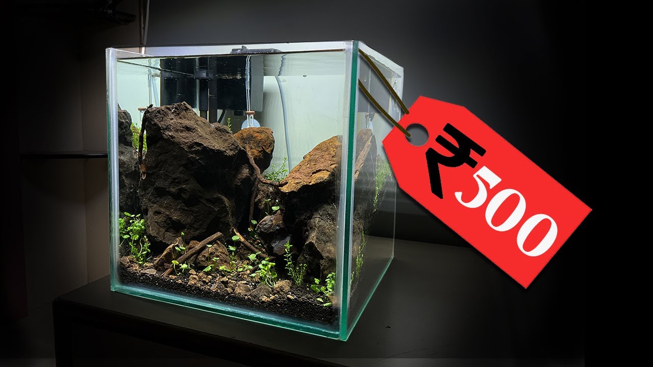 Making a Budget Planted Tank With Full Price Breakdown (1 Feet) - YouTube