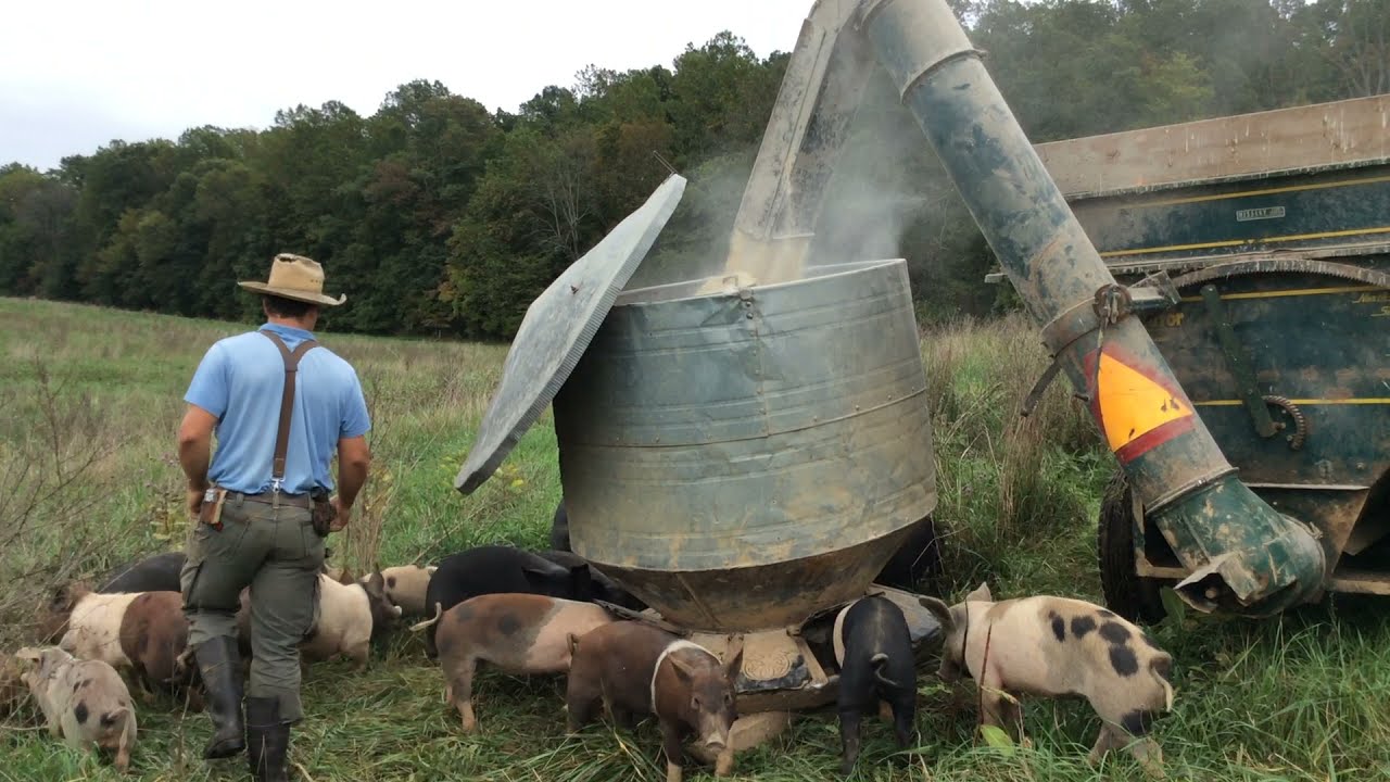 Polyface Farm Pig Move - YouTube