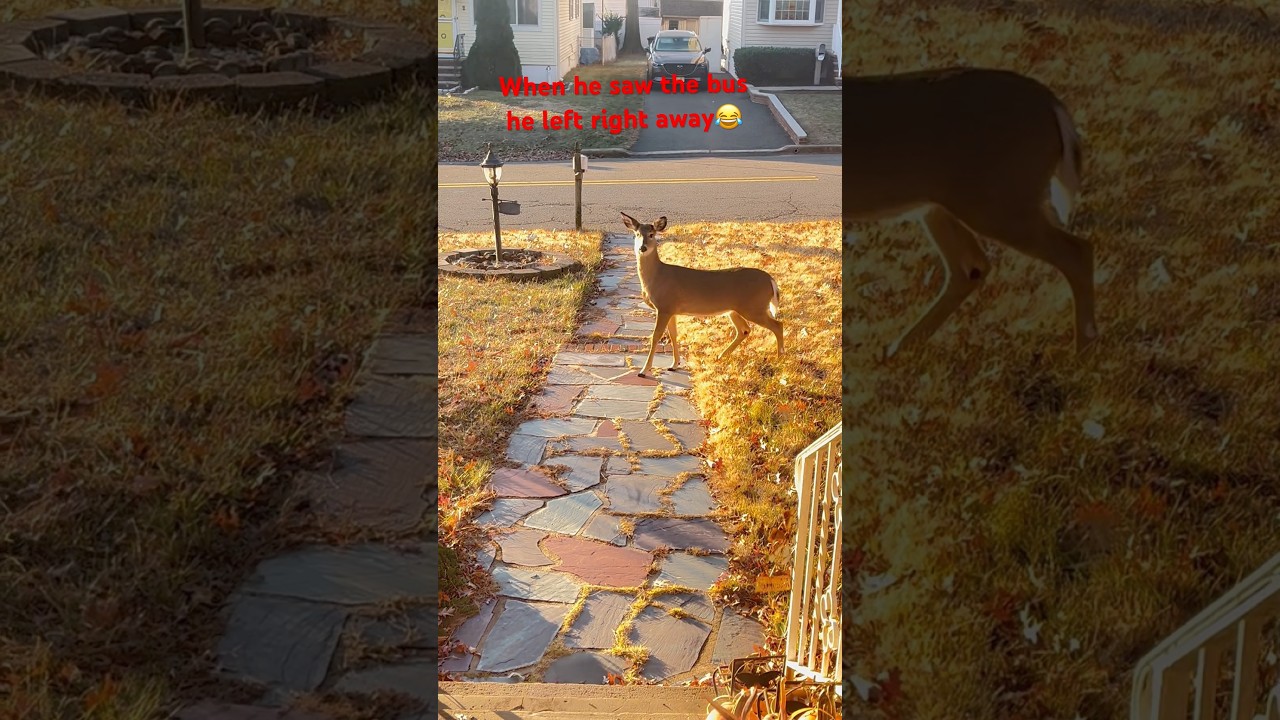 Deer came in my front yard🦌#shots #deer #animal #viralshort # ...