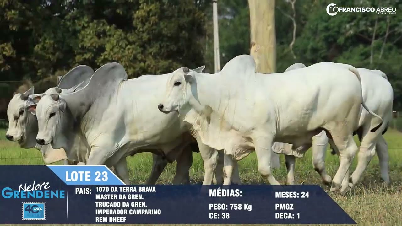 LOTE 23 - YouTube