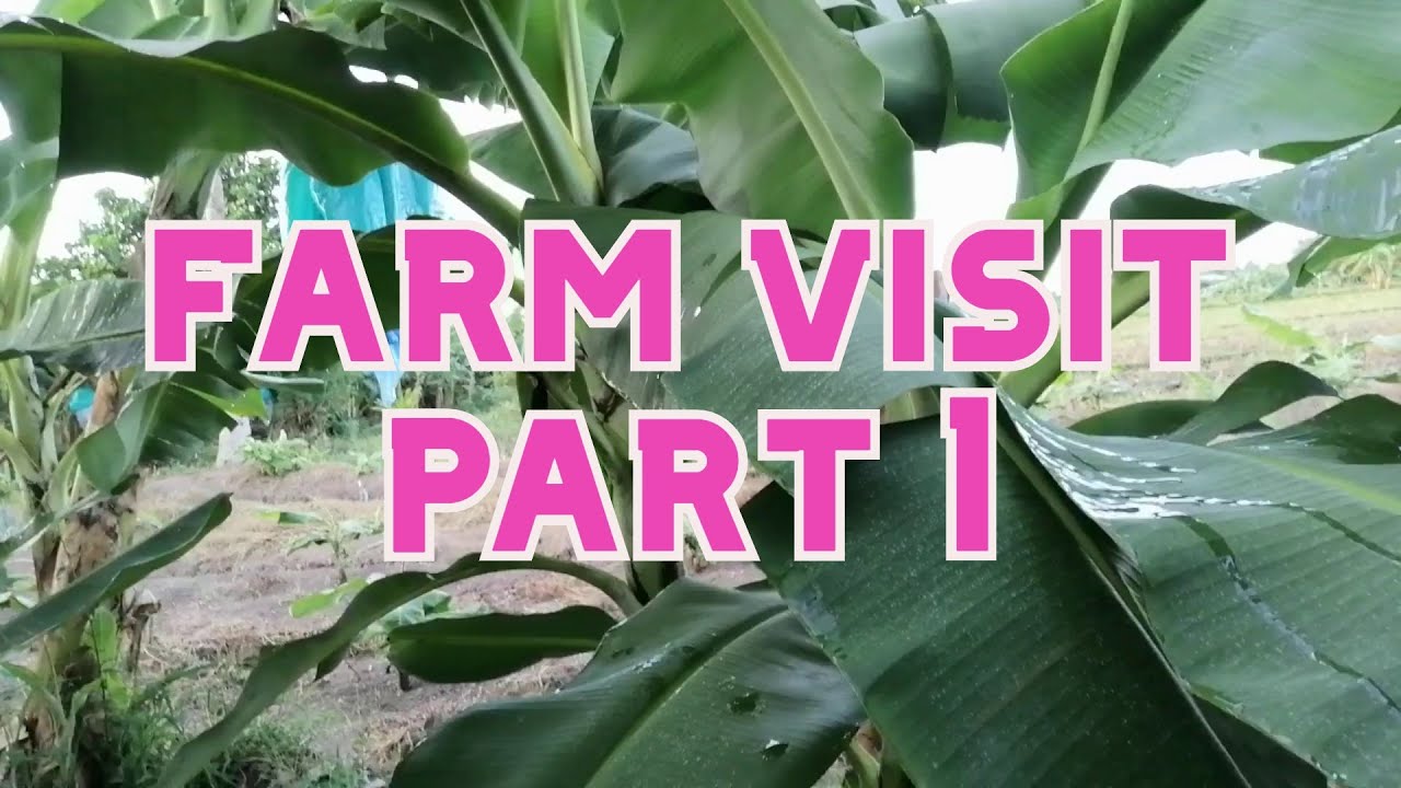 Bumisita sa Farm ng Sagingan Part 1 [Visiting our Banana Farm] - YouTube
