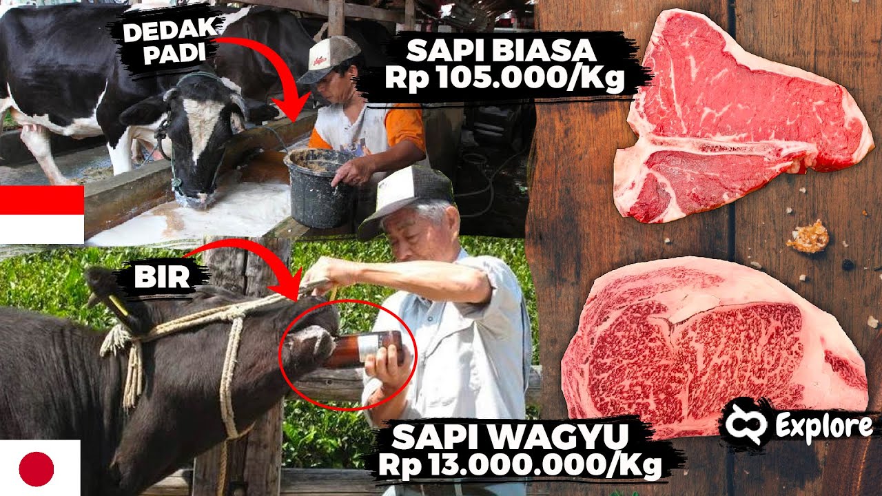 Bongkar Rahasia Kenapa Daging Wagyu Mahal? Fakta Wagyu Daging Sapi ...