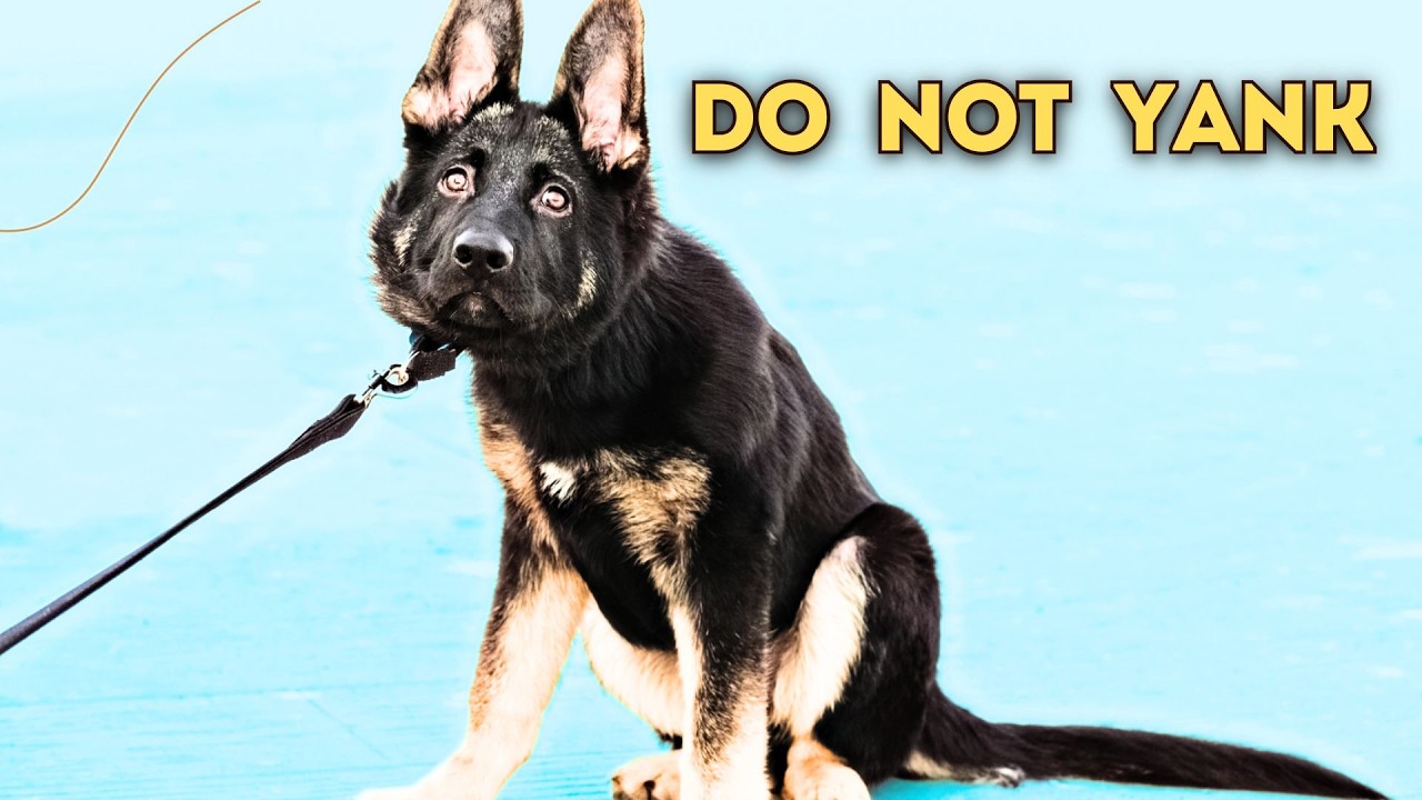 How to Correctly Leash "pop" your Dog - YouTube