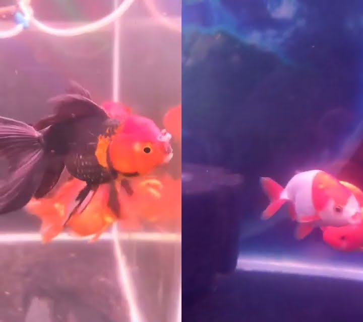 cute renchu gold fish - YouTube