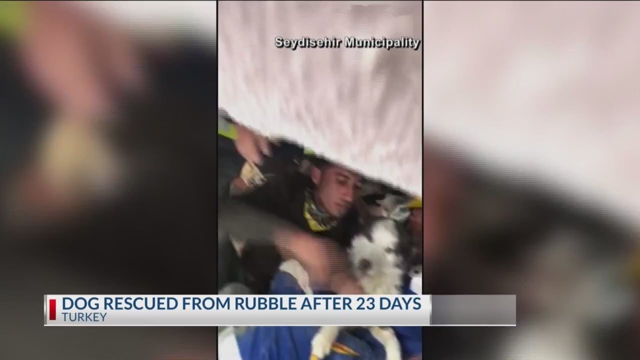 Dog rescued in Turkey - YouTube