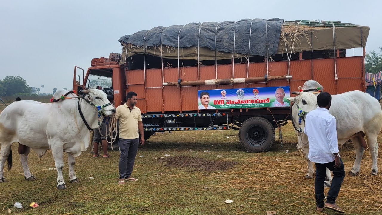 DVR memorial bulls kanuru, penamuluru ,krishna jilla.....in kopuravuru ...