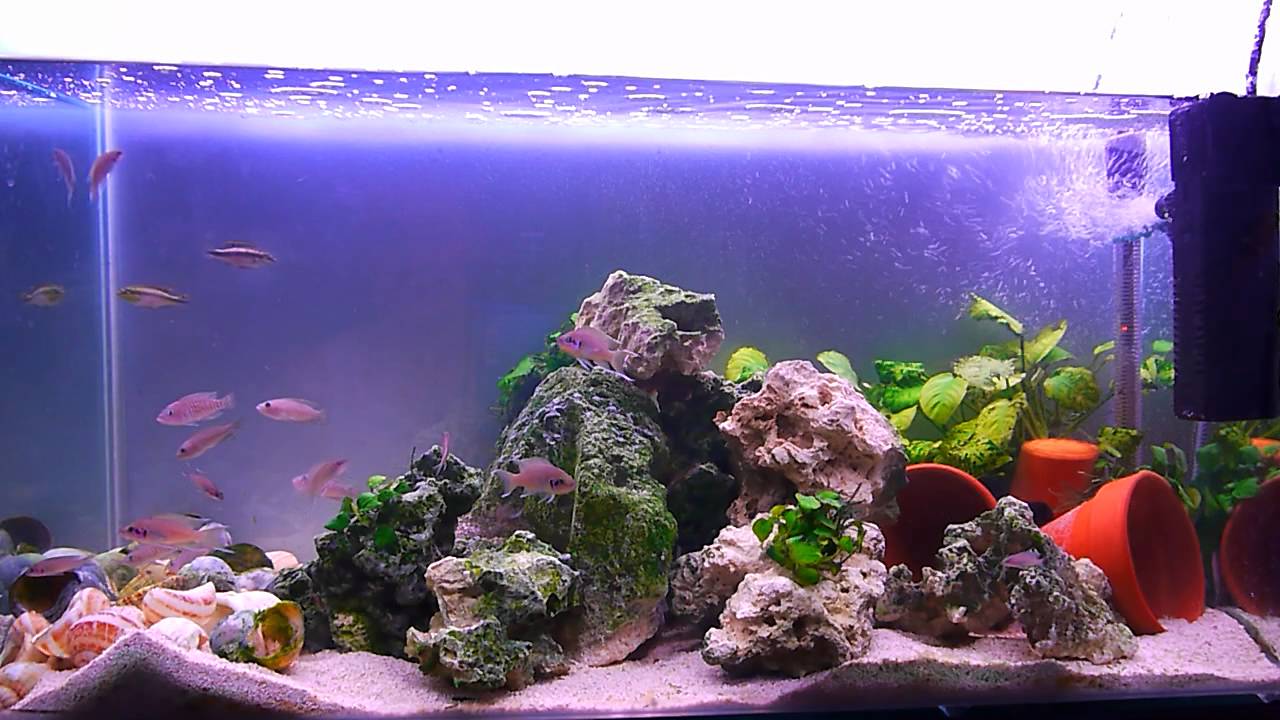 Brichardi And Shell Dweller Tank Update - WHY WON'T THEY BREED? - YouTube