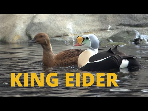 King Eider Range Map