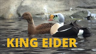 King Eider Hen