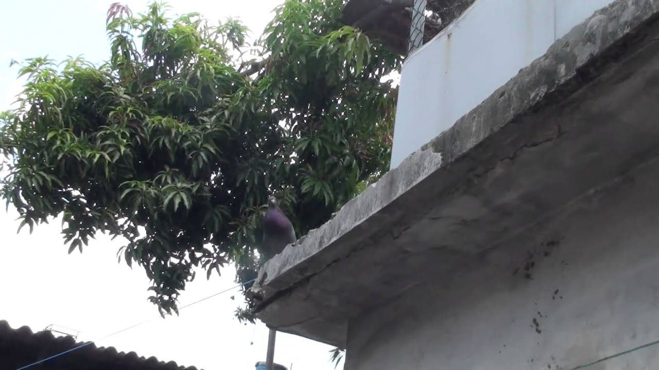 PALOMIANDO EN EL BARRIO CUBA - YouTube