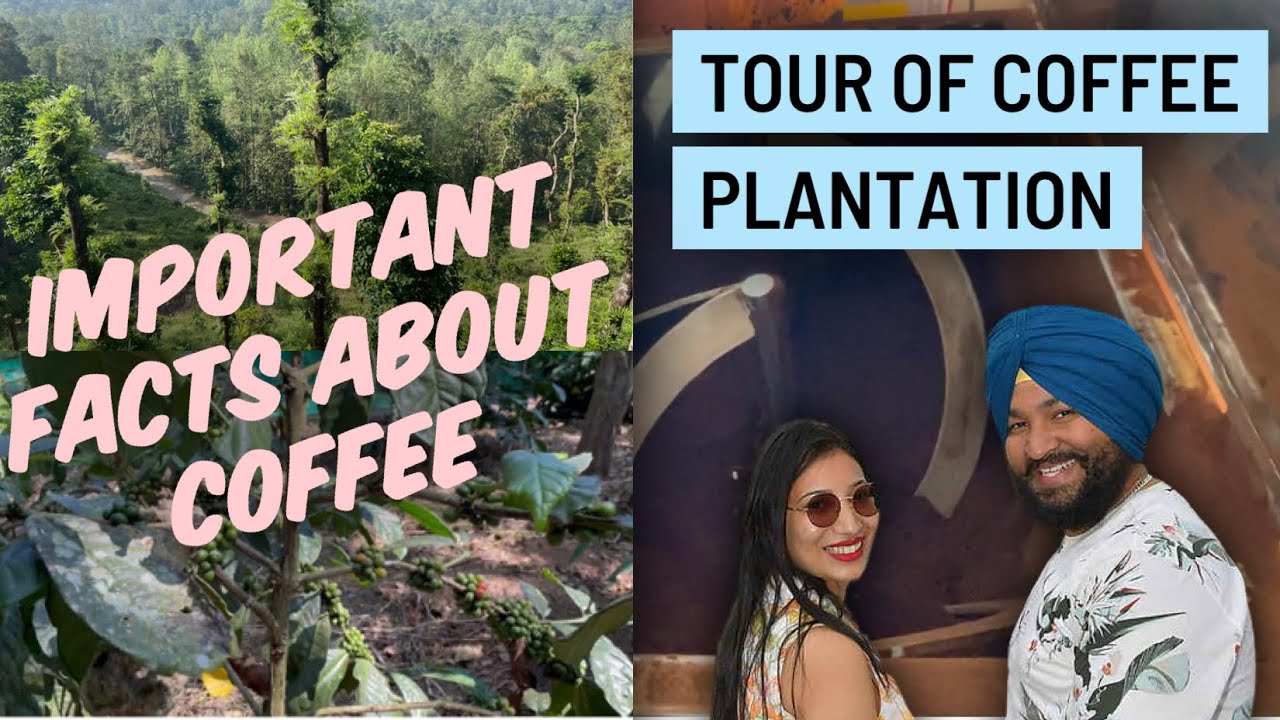 How Coffee is Grown ? Tour of Coffee Plantation Karnataka India | Coorg ...