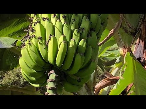 How To Grow And Care Banana Plant. Sindhi Banana. - YouTube