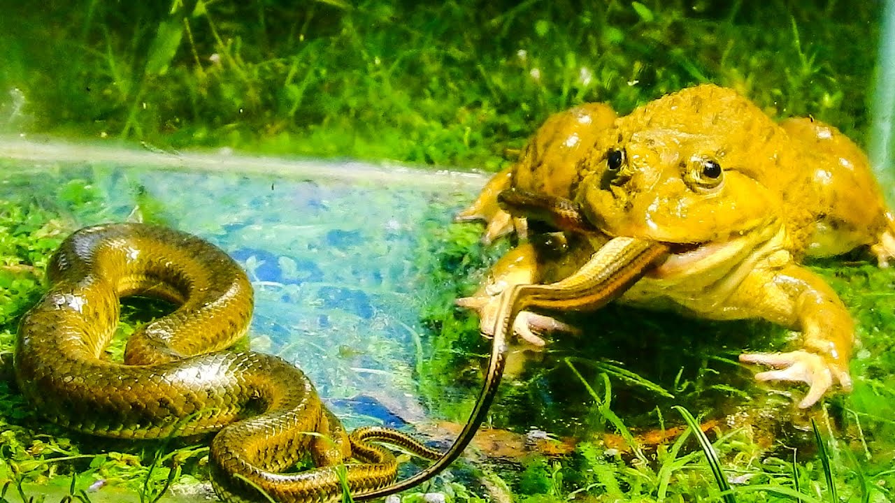 My Bullfrog meet snake, What is see? Live feeding - YouTube