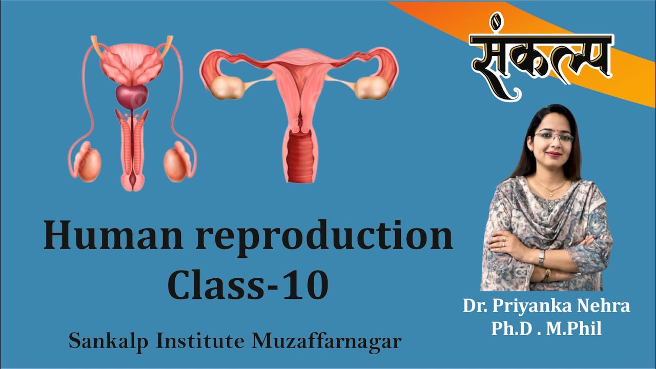 Human Reproduction | Class 10 and 12 Biology Chapter | NEET 2025 ...