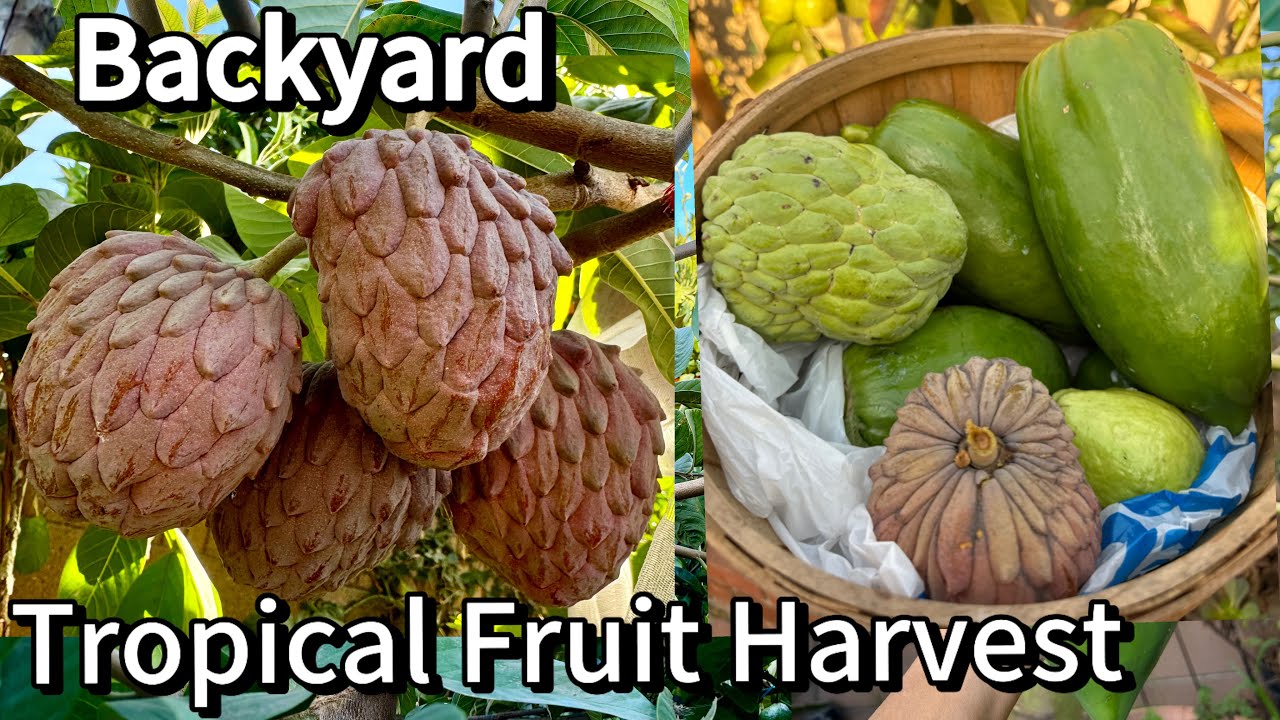 Tropical Fruit Harvest from garden backyard. Los Angeles, California ...