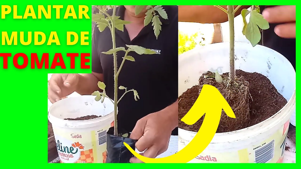 🍅COMO PLANTAR MUDA DE TOMATE (muito facil) - YouTube