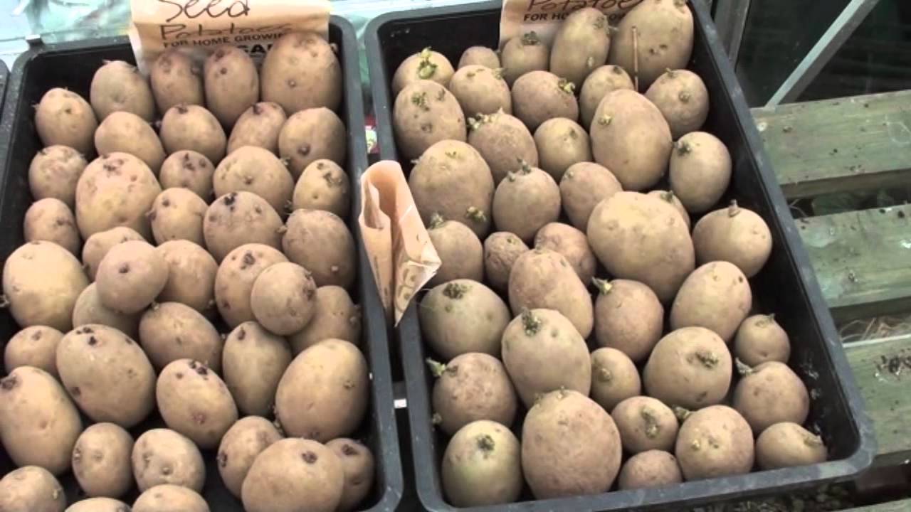 Chitting potatoes - YouTube