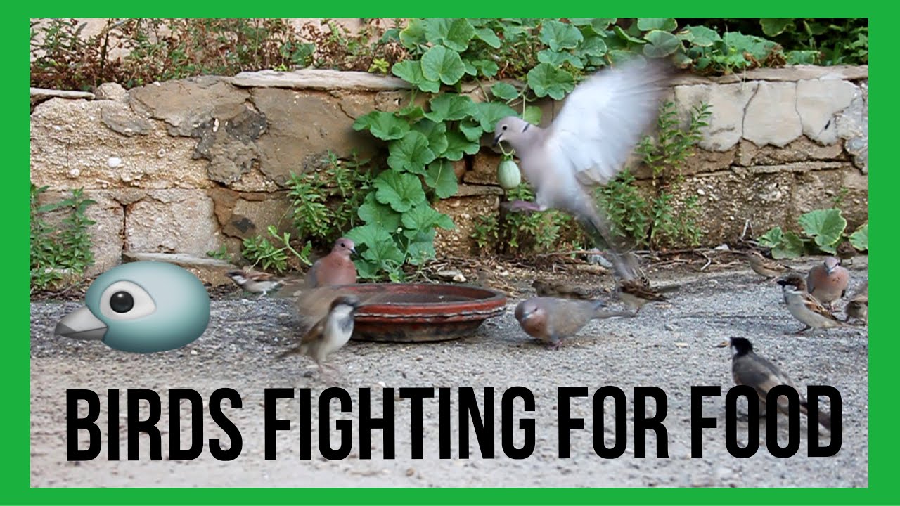 Birds fighting for food - YouTube