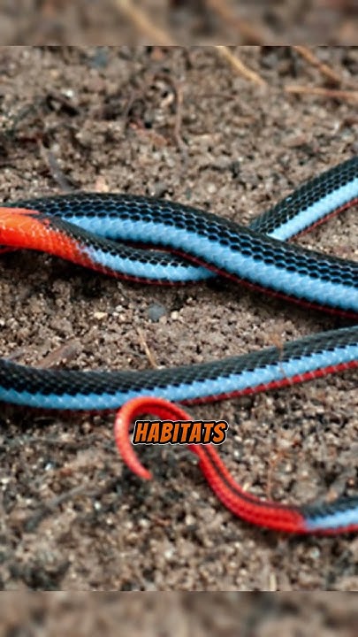 Blue Malayan Coral Snake - Most Beautiful Snakes in the World | Amazing ...