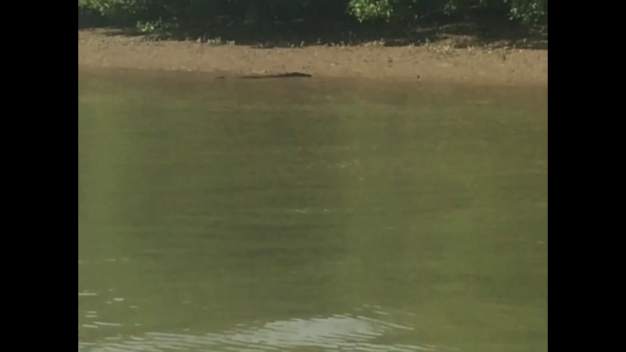 Crocodile seen in Barron river - YouTube