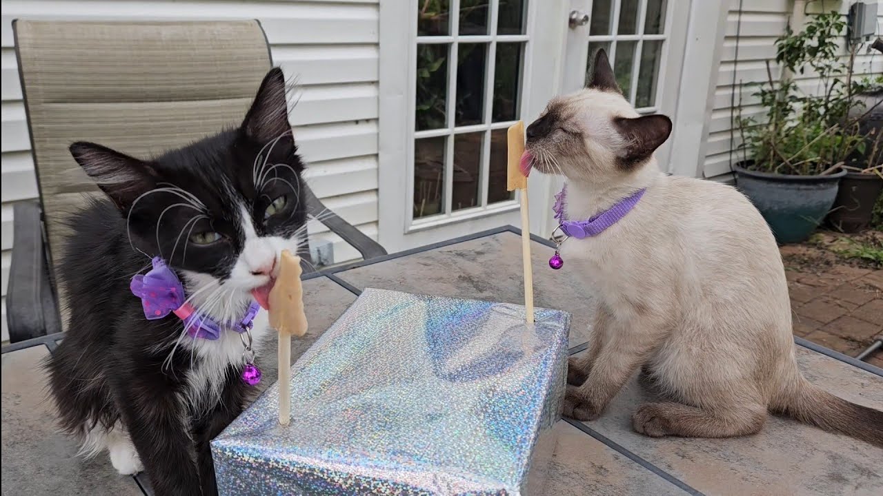 Kitty Cats snack on Cat Popsicles aka Catsicles out on the patio - YouTube