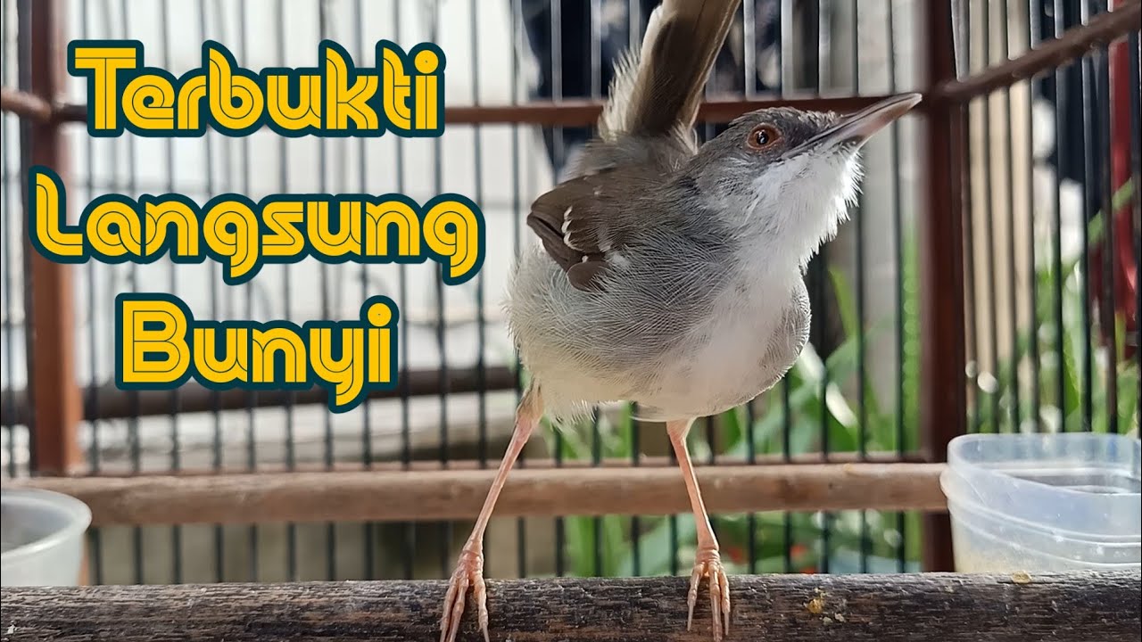 ciblek semi gacor, tembakannya BIKIN ciblek semi bahan cepat bunyi dan ...