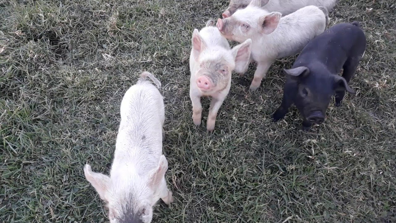 Chanchitos bebes - YouTube