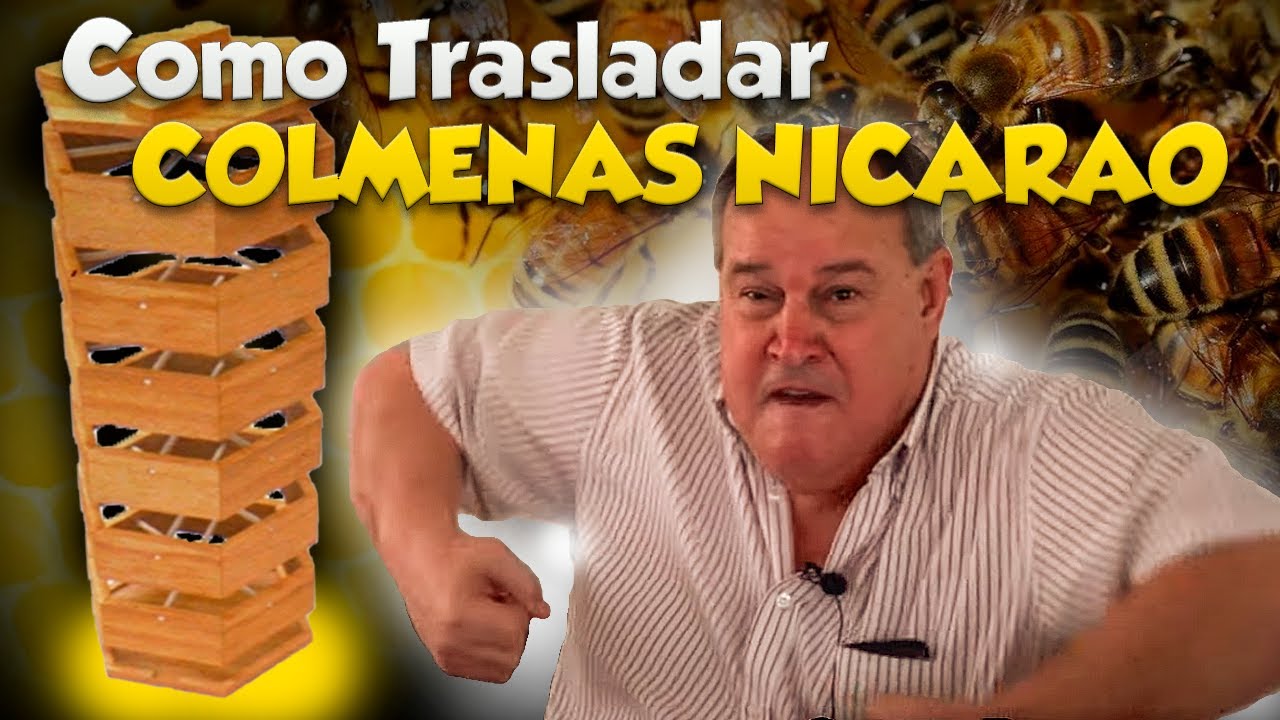 Pt. 11| COMO SE TRASLADAN LAS COLMENAS NATURALES NICARAO - Curso ...