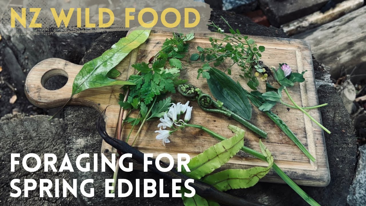 Foraging for NZ Edible plants and Medicine - Spring Edition. - YouTube
